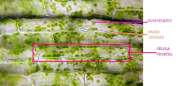 La célula eucariota vegetal :: Biologiaprimercurso